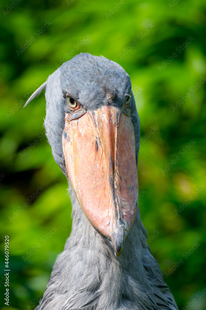 Shoebill, Balaeniceps rex, aka whalehead, whale-headed stork or shoe ...