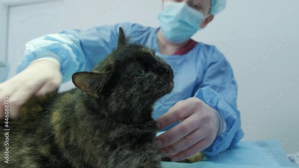 Veterinary surgeon is preparing cat for neutering surgery Stock Video ...