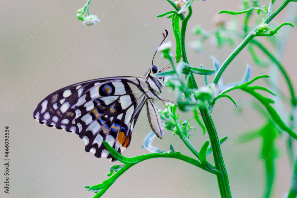 Papilio demoleus is a common and widespread swallowtail butterfly. The ...