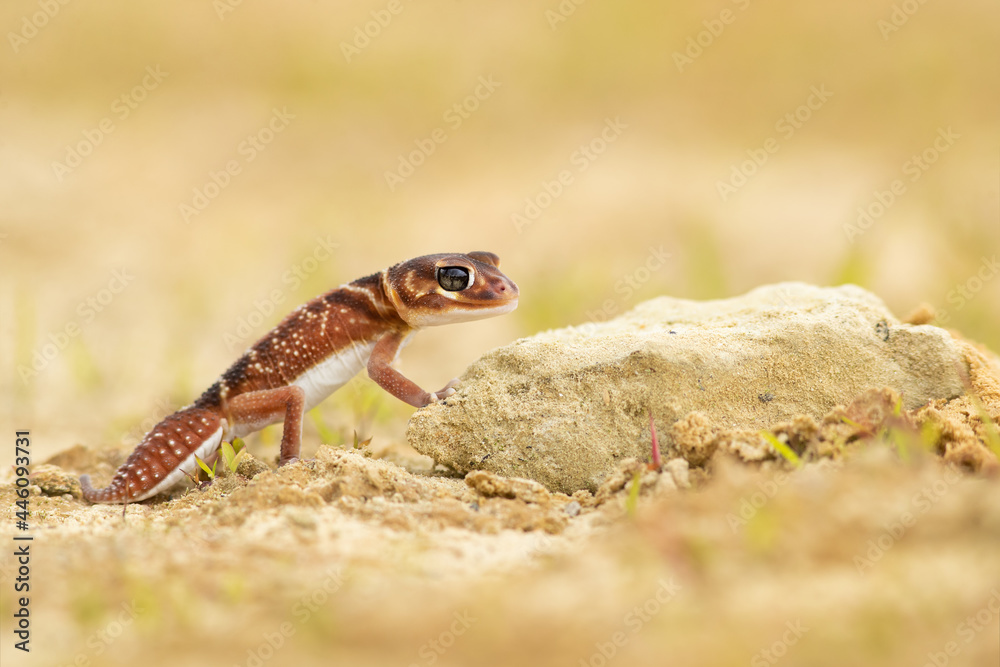 Foto de Nephrurus levis, commonly known as the three-lined knob-tailed ...