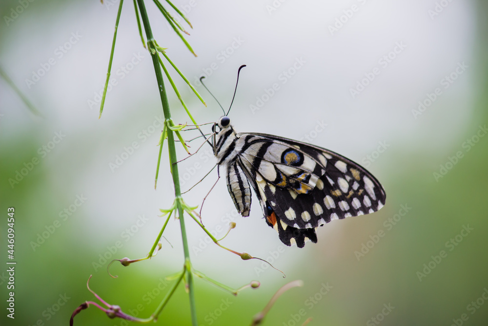 Papilio demoleus is a common and widespread swallowtail butterfly. The ...