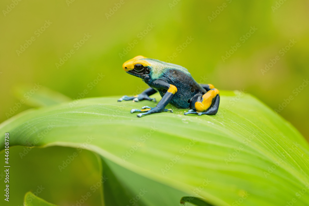 The dyeing dart frog, dyeing poison dart frog, tinc (a nickname given ...