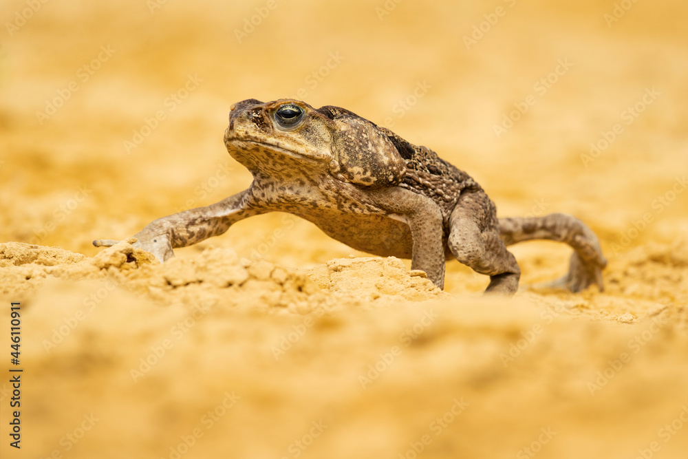 The cane toad (Rhinella marina), also known as the giant neotropical ...