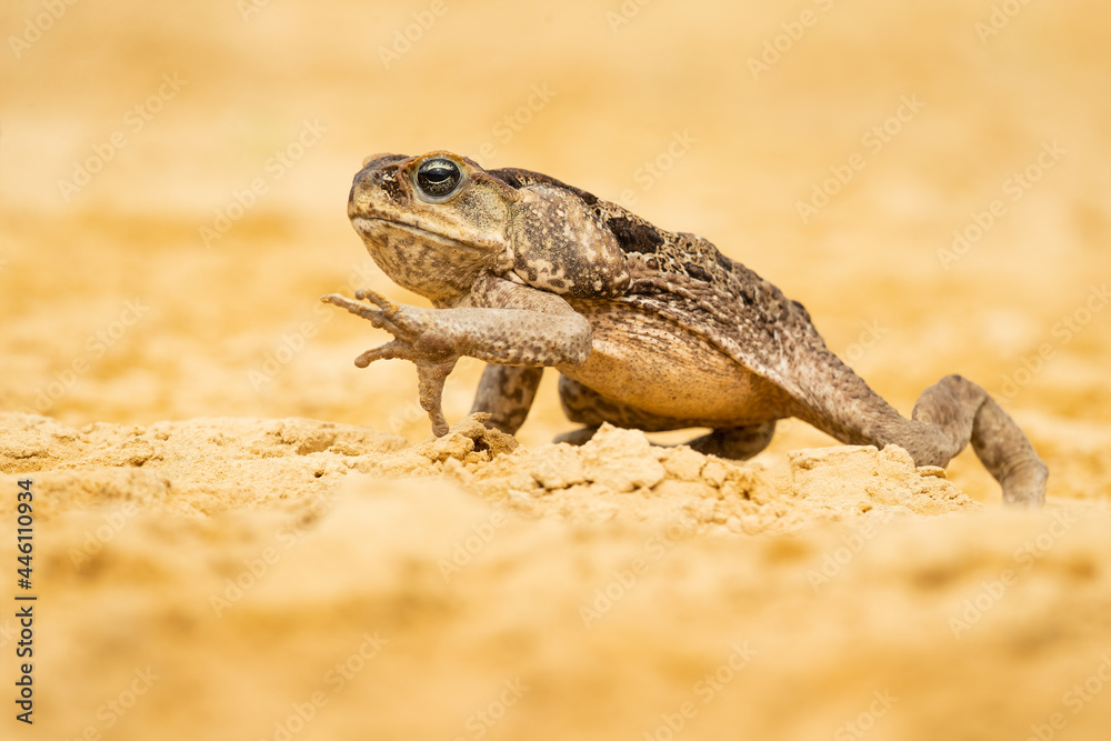 The cane toad (Rhinella marina), also known as the giant neotropical ...