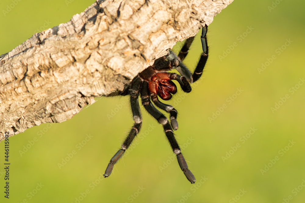 Phormictopus auratus, commonly known as the Cuban bronze tarantula, is ...