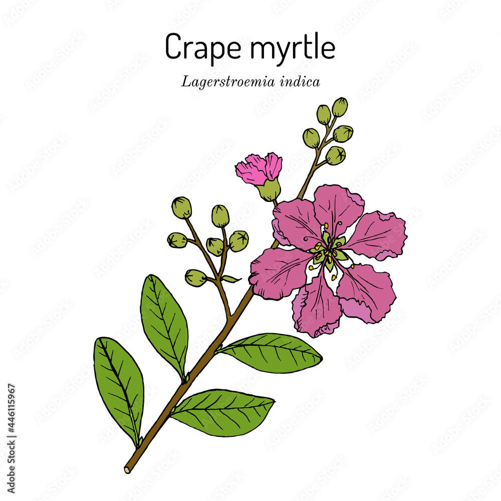 Crape myrtle, or crepeflower Lagerstroemia indica , state flower of ...