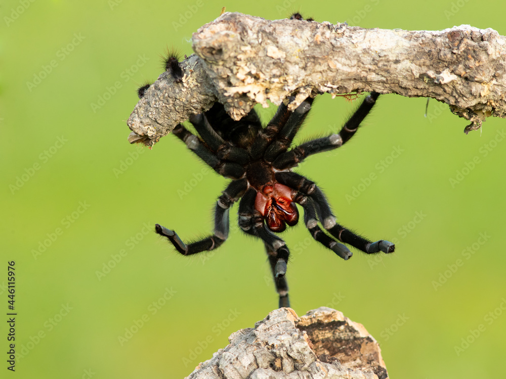 Phormictopus auratus, commonly known as the Cuban bronze tarantula, is ...
