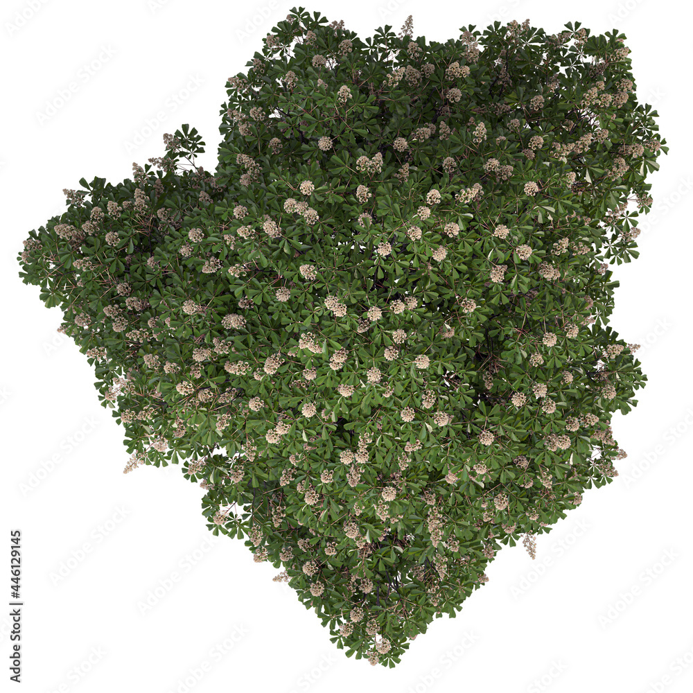 VEGETATION TOP VIEW - TREES AND BUSHES IN PLAN Stock Illustration ...