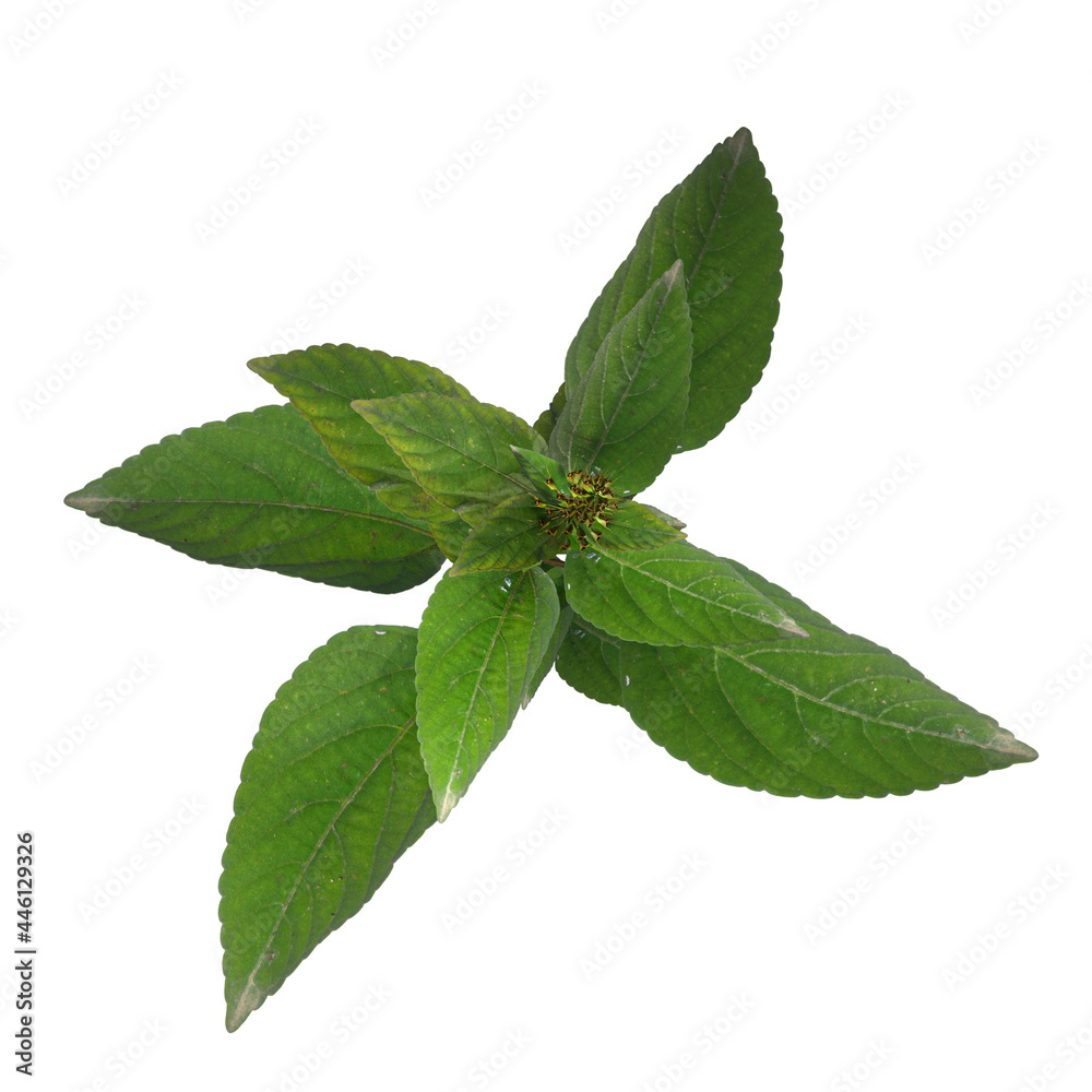 VEGETATION TOP VIEW - TREES AND BUSHES IN PLAN Stock Illustration ...