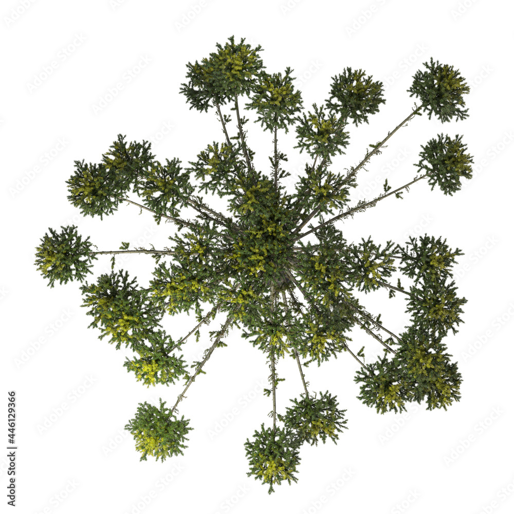 VEGETATION TOP VIEW - TREES AND BUSHES IN PLAN Stock Illustration ...