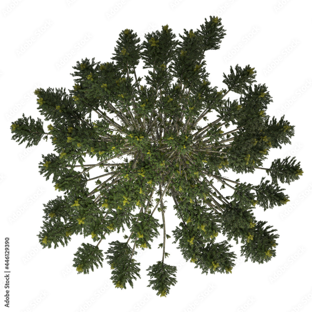 VEGETATION TOP VIEW - TREES AND BUSHES IN PLAN Stock Illustration ...