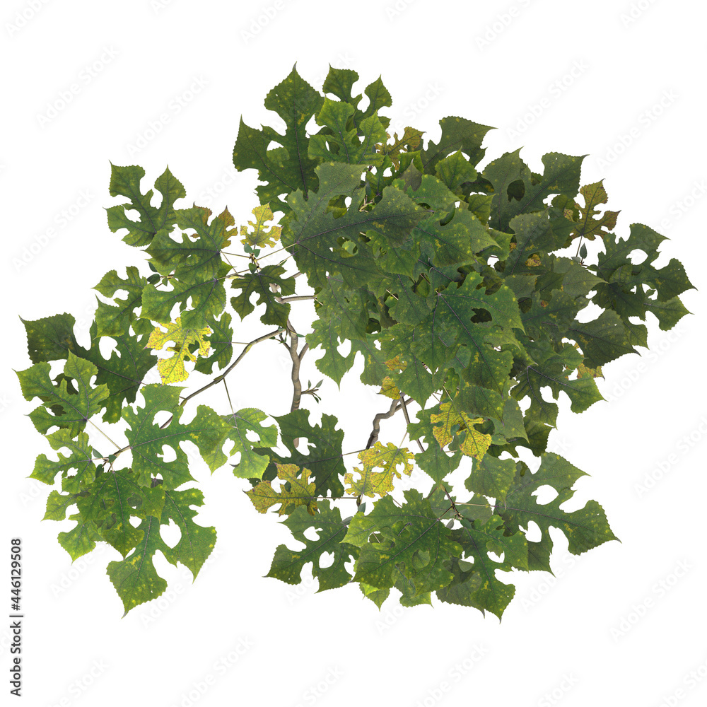 VEGETATION TOP VIEW - TREES AND BUSHES IN PLAN Stock Illustration ...