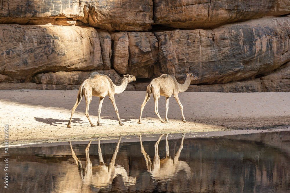 The Scenic Beauty of “Guelta d’Archei” is a hidden treasure of Sahara ...