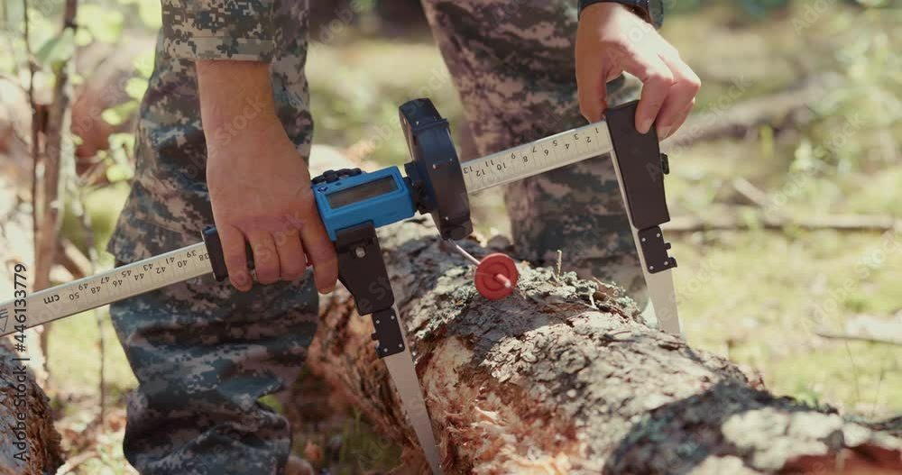 Deforestation control. A forestry worker measures the length and width ...