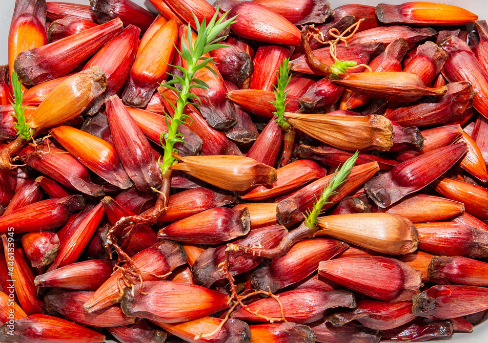 Araucaria angustifolia fruits, Pinhão sprouting, new and small Paraná ...