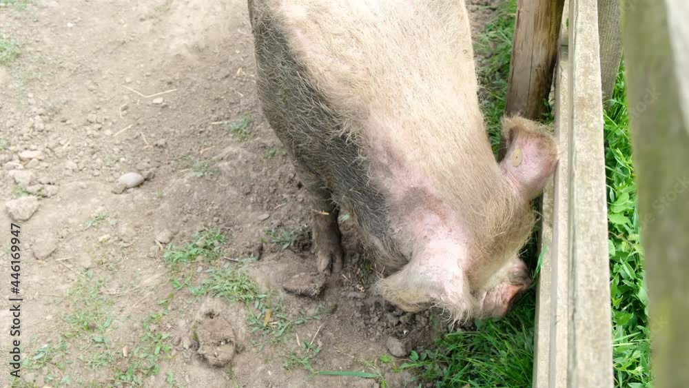 Pig sniffing soil farming agriculture concept. Pig on an old farm. Pig ...