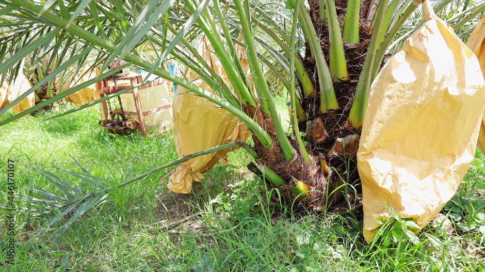 Young date palm shoots. A sapling of Barhee or Barhi (Phoenix ...