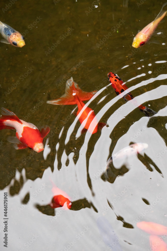 Foto de downtown in Tokyo,street view, plant,kingyo fish,medaka fish ...