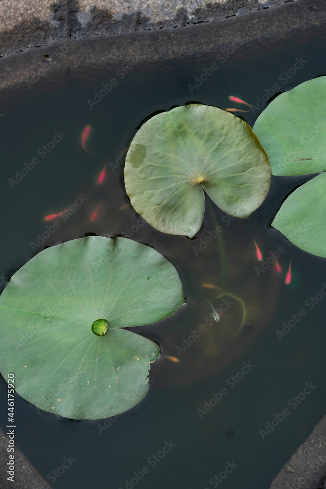 downtown in Tokyo,street view, plant,kingyo fish,medaka fish,alley,bal ...