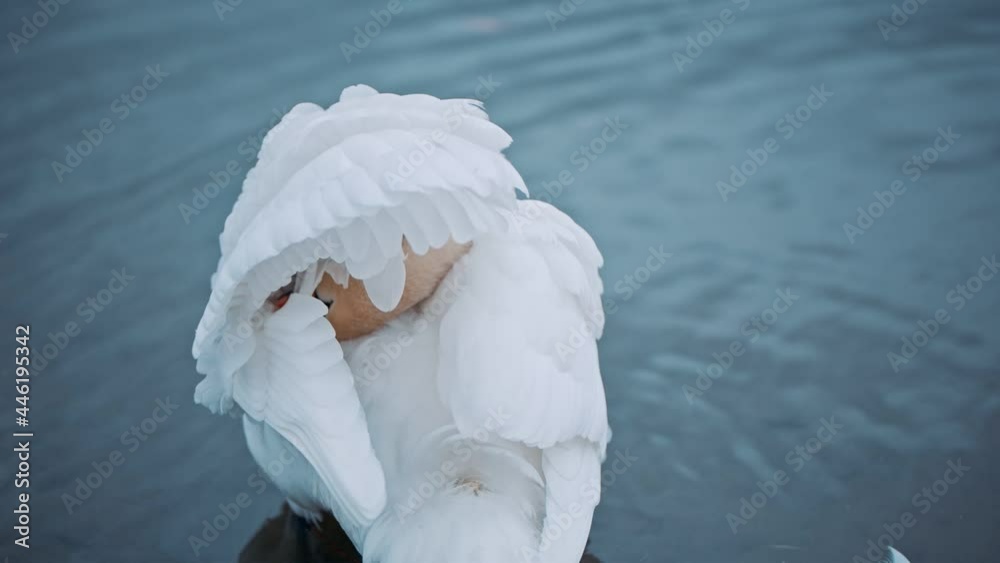 White swan sitting on the water scratching his fluffy plumage. Graceful ...