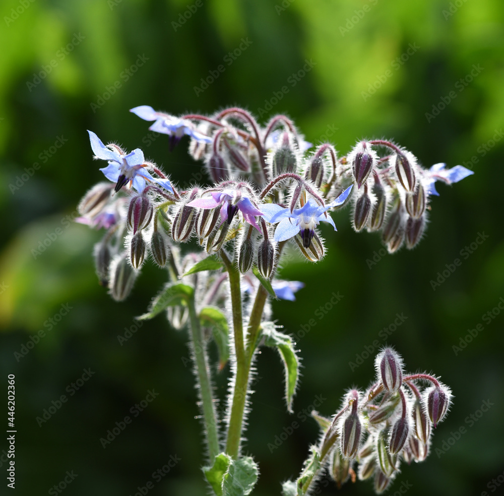 Borago officinalis Stock Photo | Adobe Stock