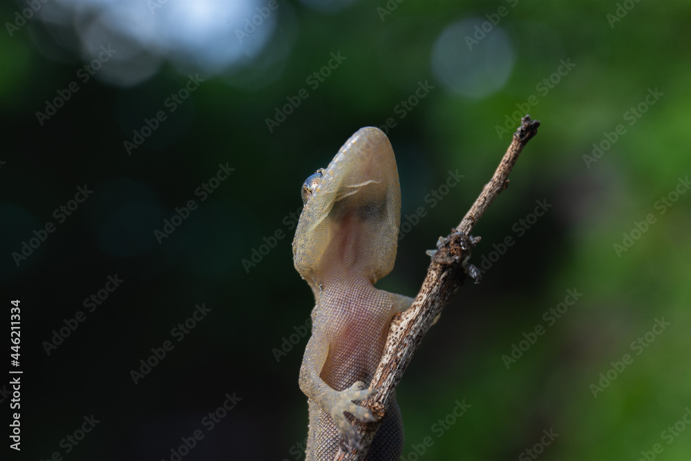 Selective focus of a common house gecko on a small stick against a ...