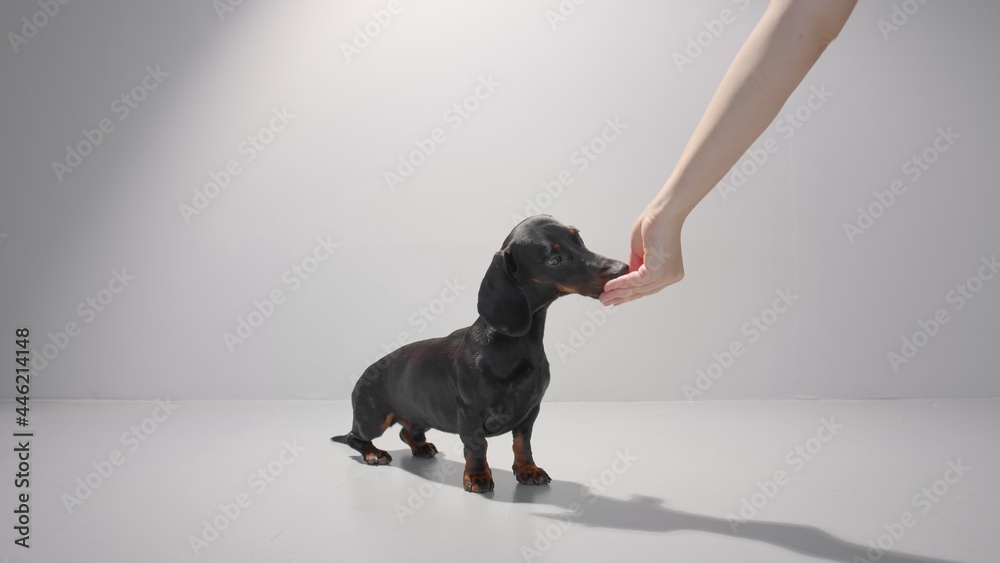 Obedient dachshund young dog sit and his owner give him a snack ...