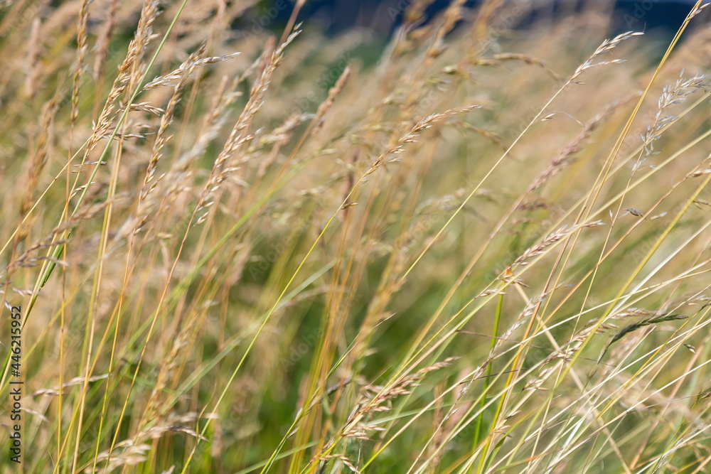 yellowed wild cereals on a background. countryside. summer, autumn ...