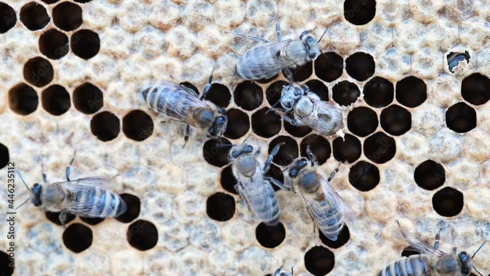 Honey Bee Brood. Brood care. The Birth of a Bee. Worker bee emerging ...