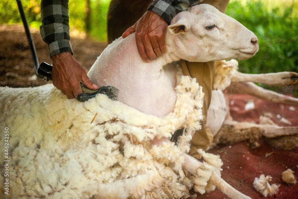Shearing of a sheep, where you can already see sheared parts and wool ...