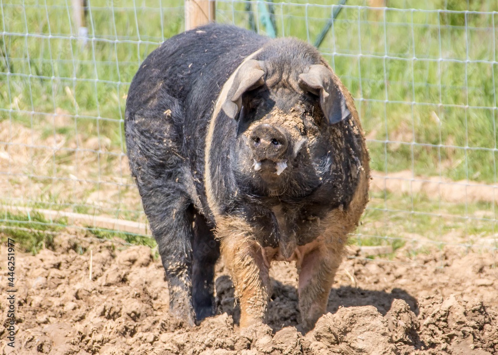 Fotografia do Stock: The Hampshire pig is a domestic swine breed ...