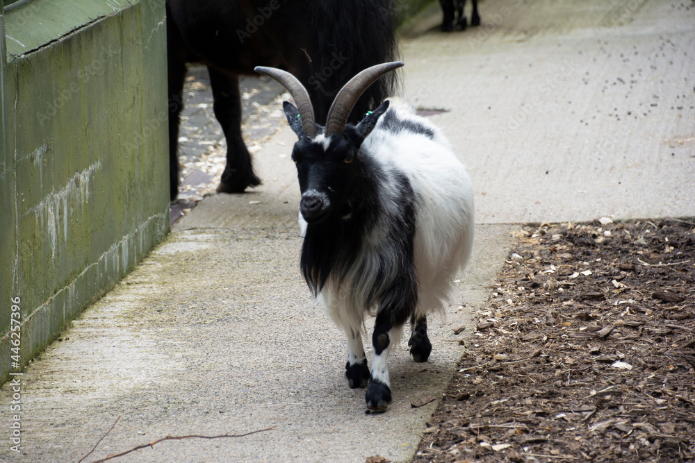 A black and White African Pygmy Goat walking along pathway. Stock Photo ...