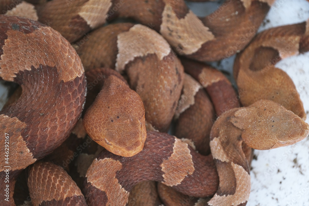 Copperhead snakes with close up of pattern on scales of venomous snake ...