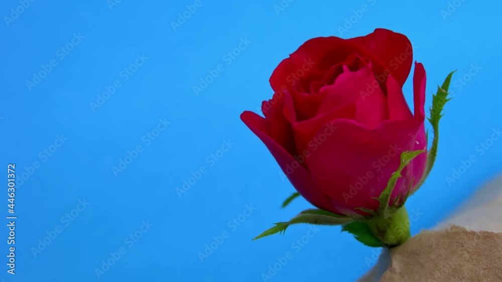 Video Stock Bud of red rose is blooming and fading in timelapse filmed ...