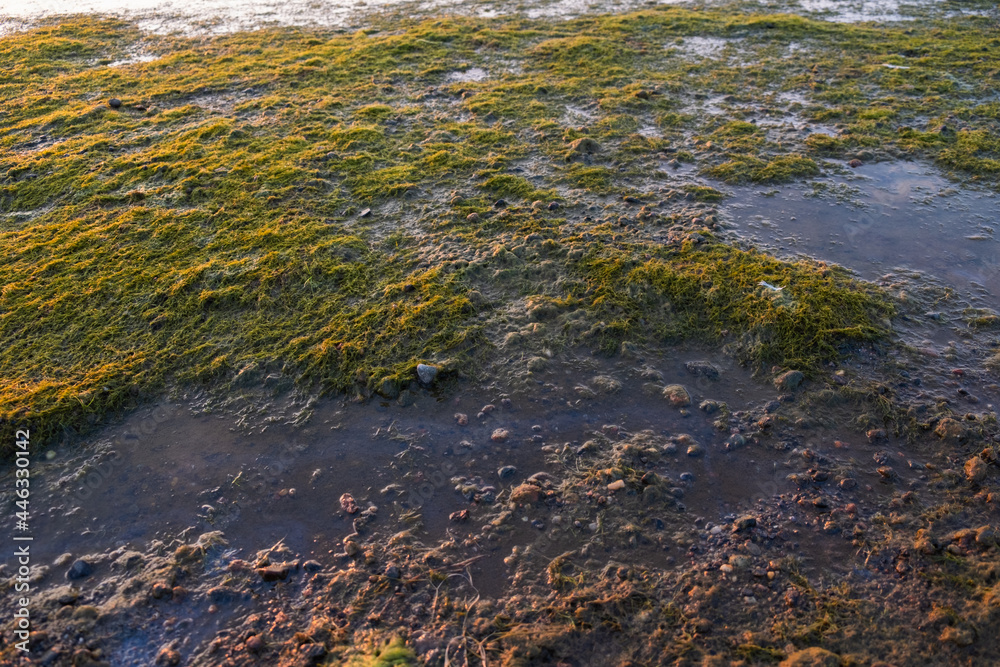 Sea shore full of blooming stinky seaweed caused by hot summer weather ...