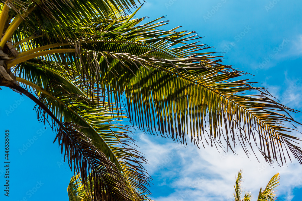 Coconut Palm Trees on The Volcanic Cliffs at The End of The Chain of ...