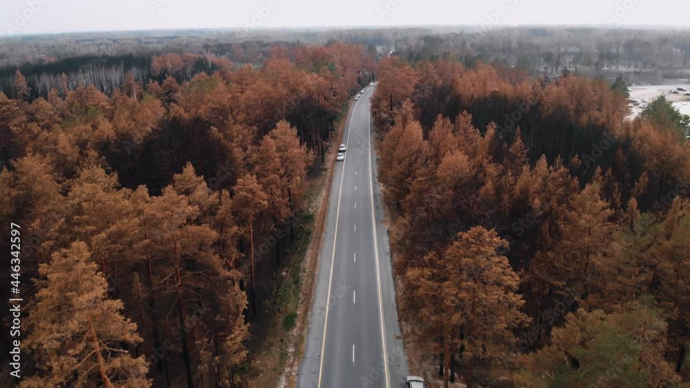 Forest after the fire. Video from a bird's eye view. Carriageway with ...