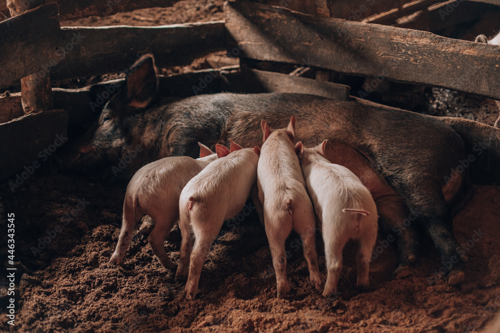 Sow pig on a floor nursing cute piglets Stock Photo | Adobe Stock