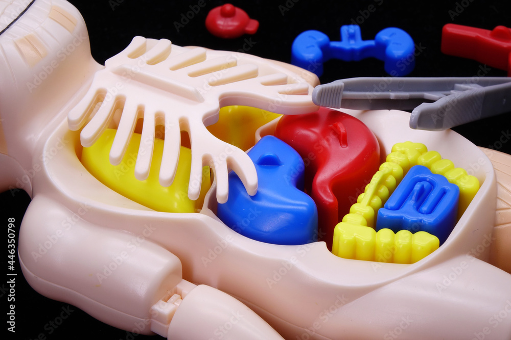 Human body model toy for kids, guide children into science and anatomy ...