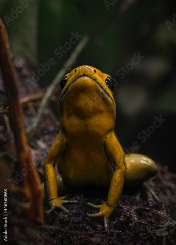 Schrecklicher Pfeilgiftfrosch (Phyllobates terribilis), frosch, gelb ...