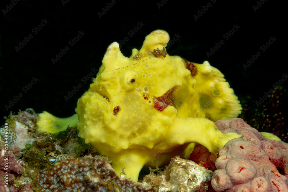 Marine Antennarius multiocellatus fish in coral reefs Stock Photo ...