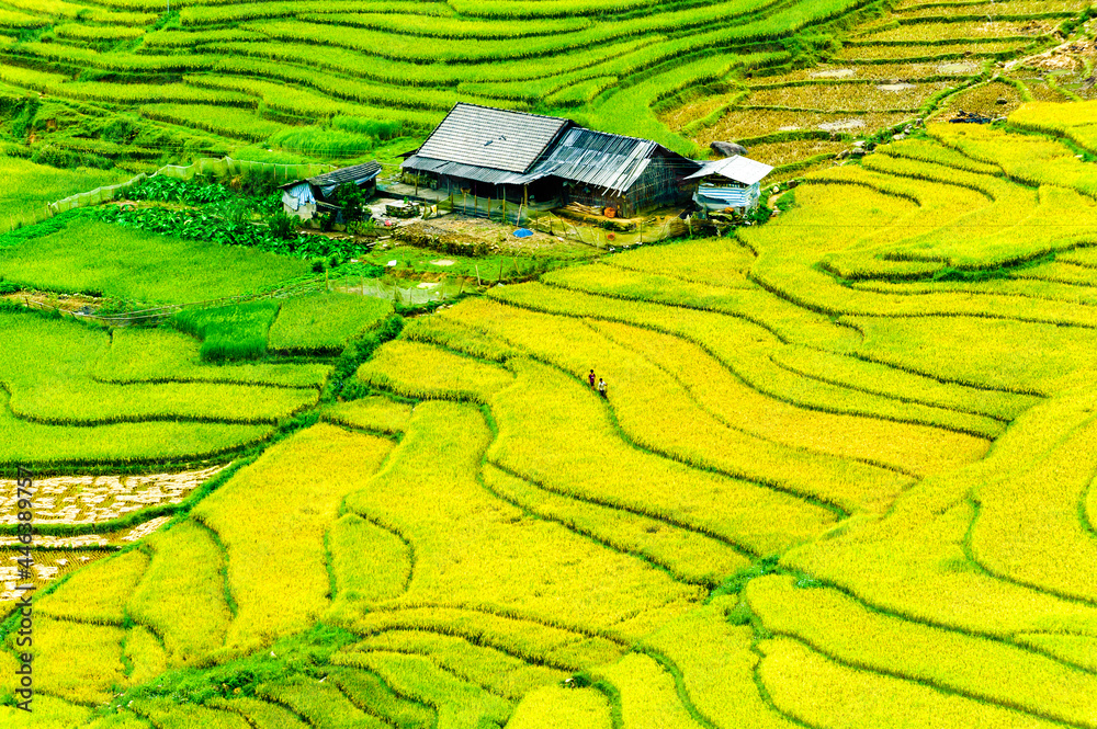 Rice fields on terraced of Y Ty, Bat Xat, Lao Cai, Viet Nam. Rice ...