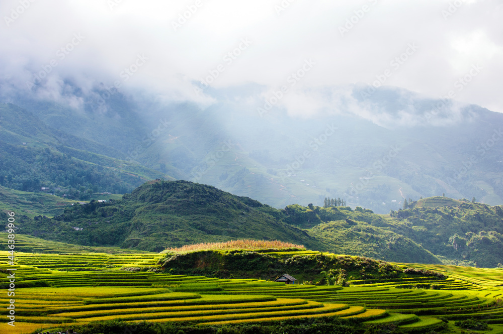 Rice fields on terraced of Y Ty, Bat Xat, Lao Cai, Viet Nam. Rice ...