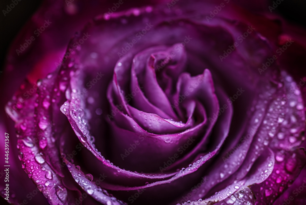 Purple Rose With Water Drops