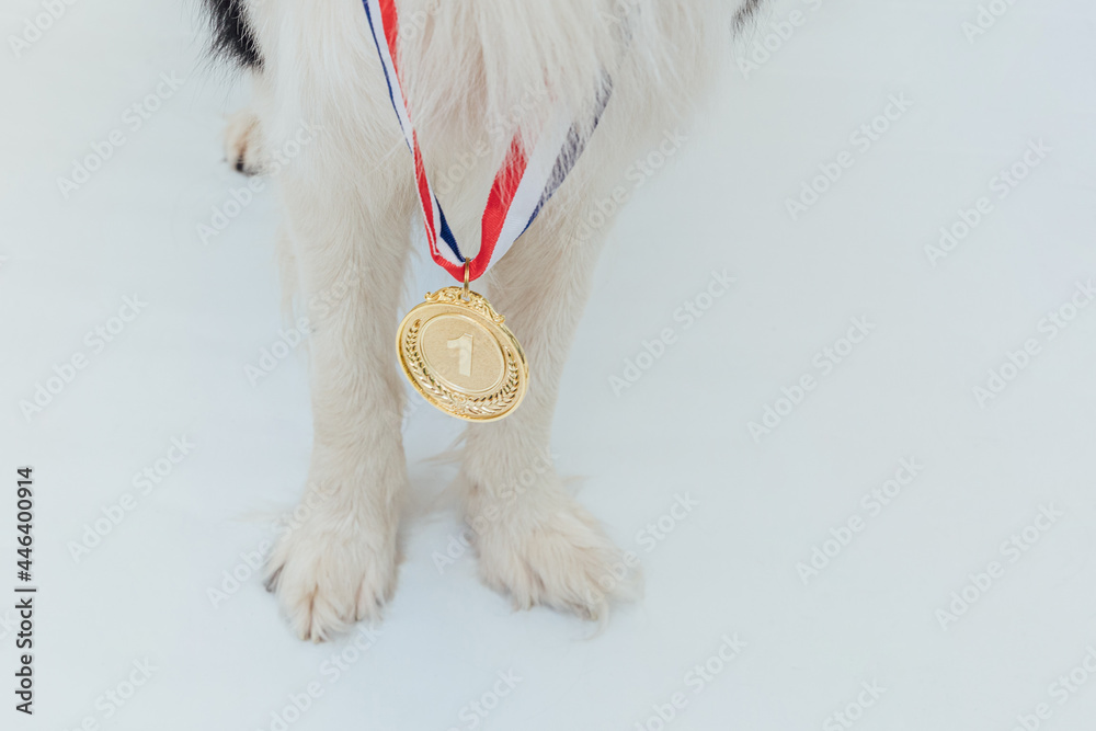 Puppy dog pwas border collie with winner or champion gold trophy medal ...