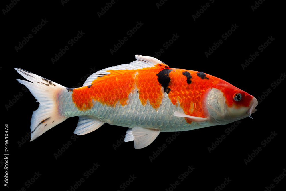 Koi Fish Side View