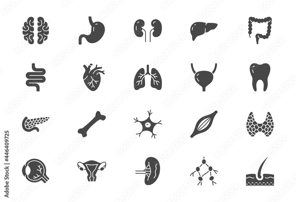 Organs flat icons. Vector illustration include icon - muscle, liver ...