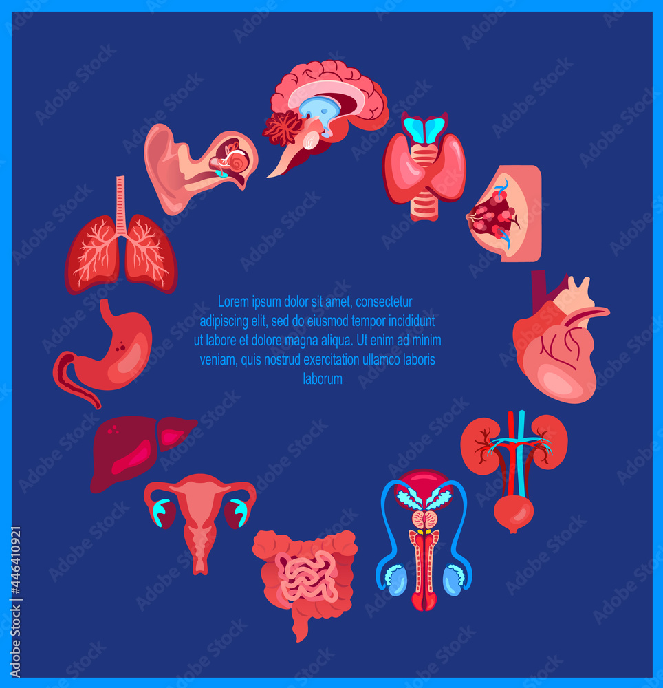 Bright Human Healthy Organs Set.Vector Illustration Icon Design ...