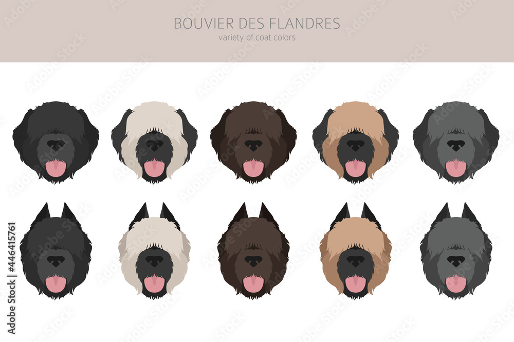 Bouvier des Flandres clipart. Different coat colors and poses set Stock ...