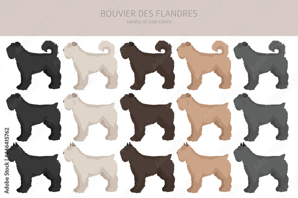 Bouvier des Flandres clipart. Different coat colors and poses set ...